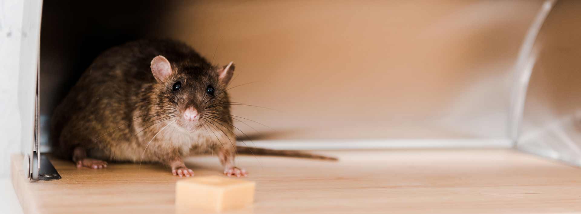 Éliminer des rongeurs à Marseille grâce à une dératisation